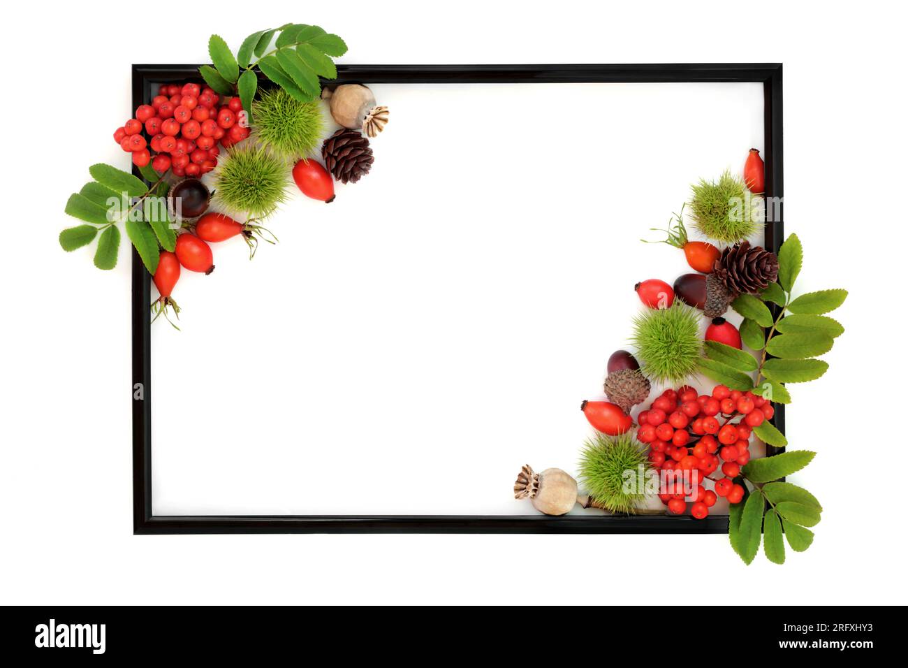 Autumn harvest festival background border with berry fruit and nuts with black frame on white ...