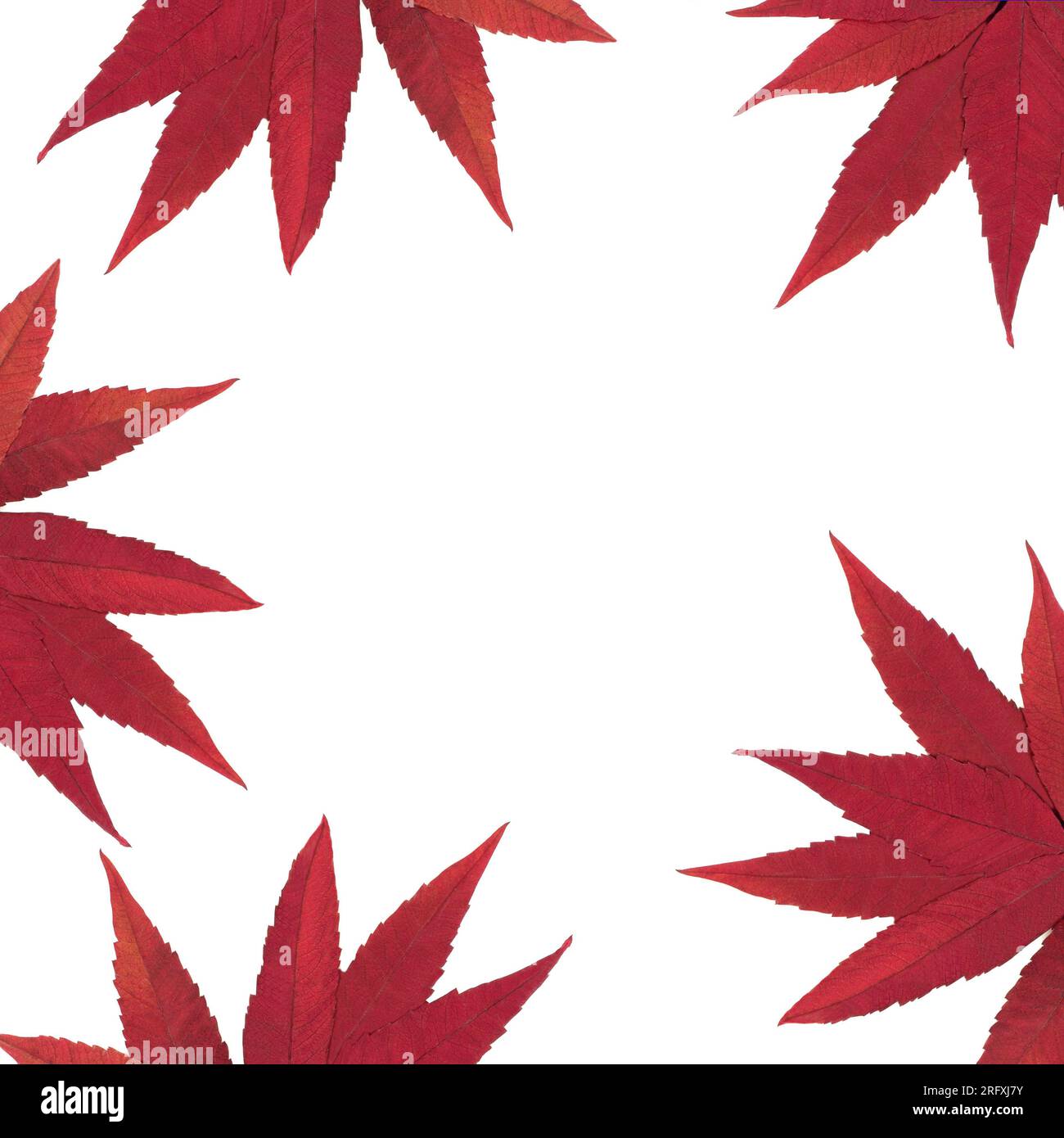 Autumn sumac staghorn leaves nature border on white background ...