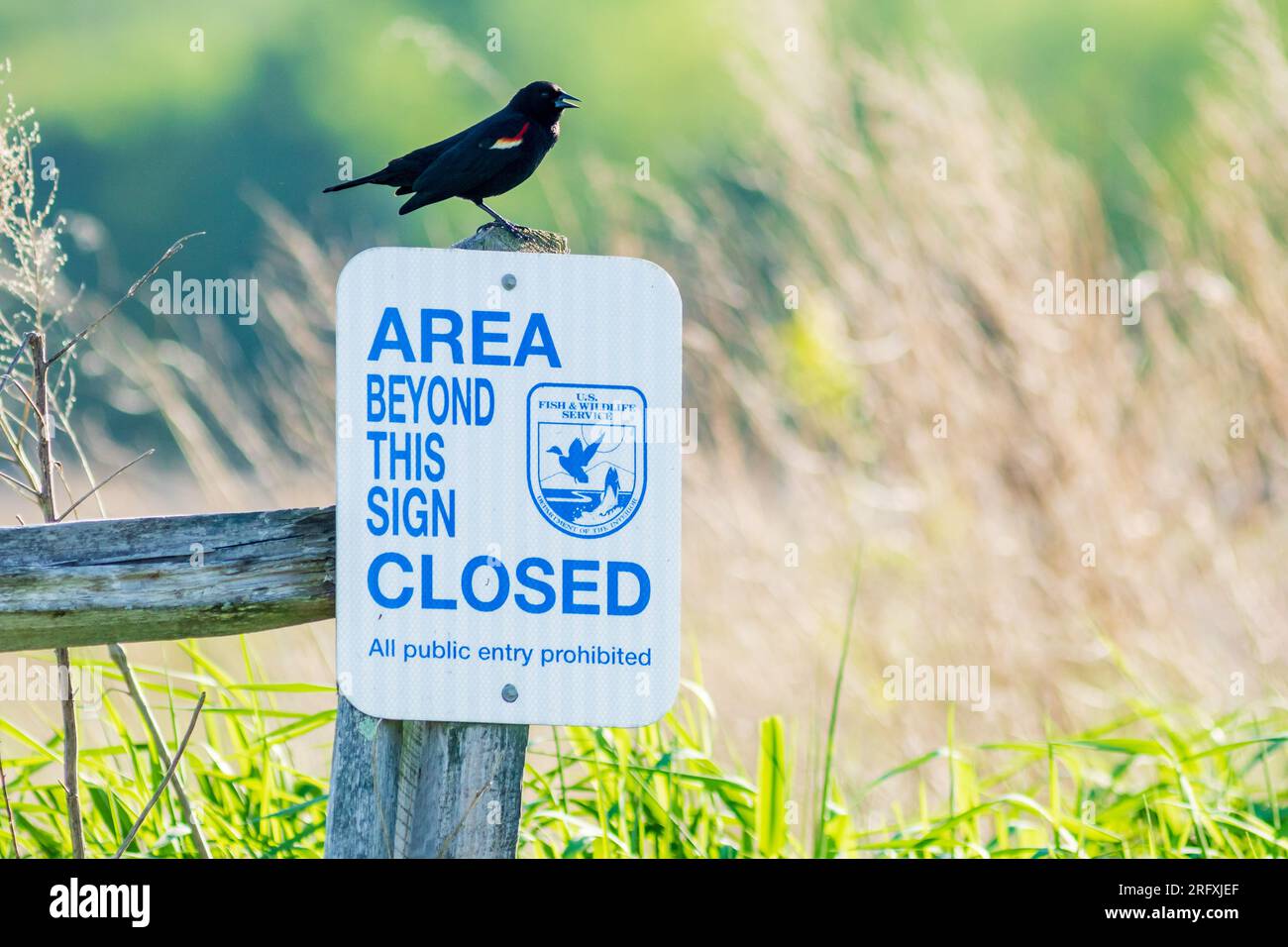 A red-winged blackbird perches on a sign at the Liberty Loop Trail in ...