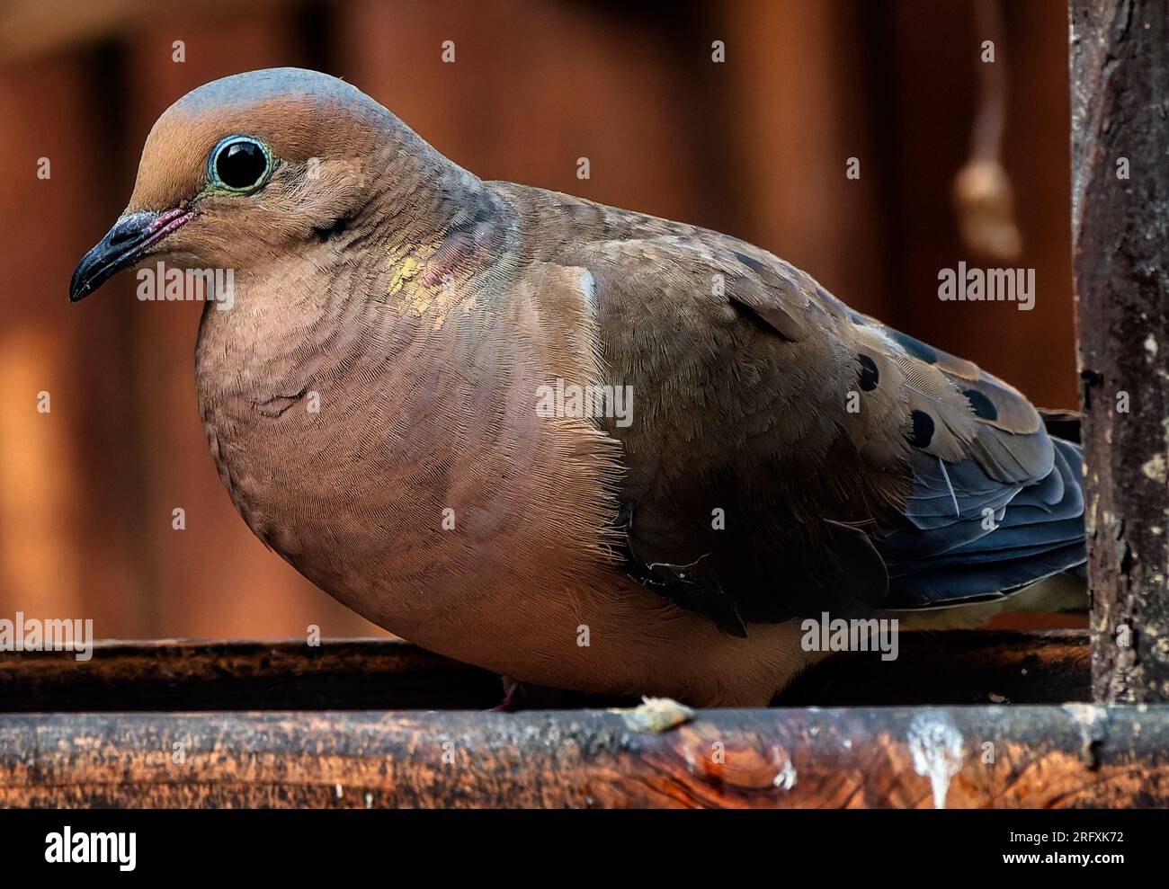 A Mourning Dove on the backyard deck Stock Photo - Alamy