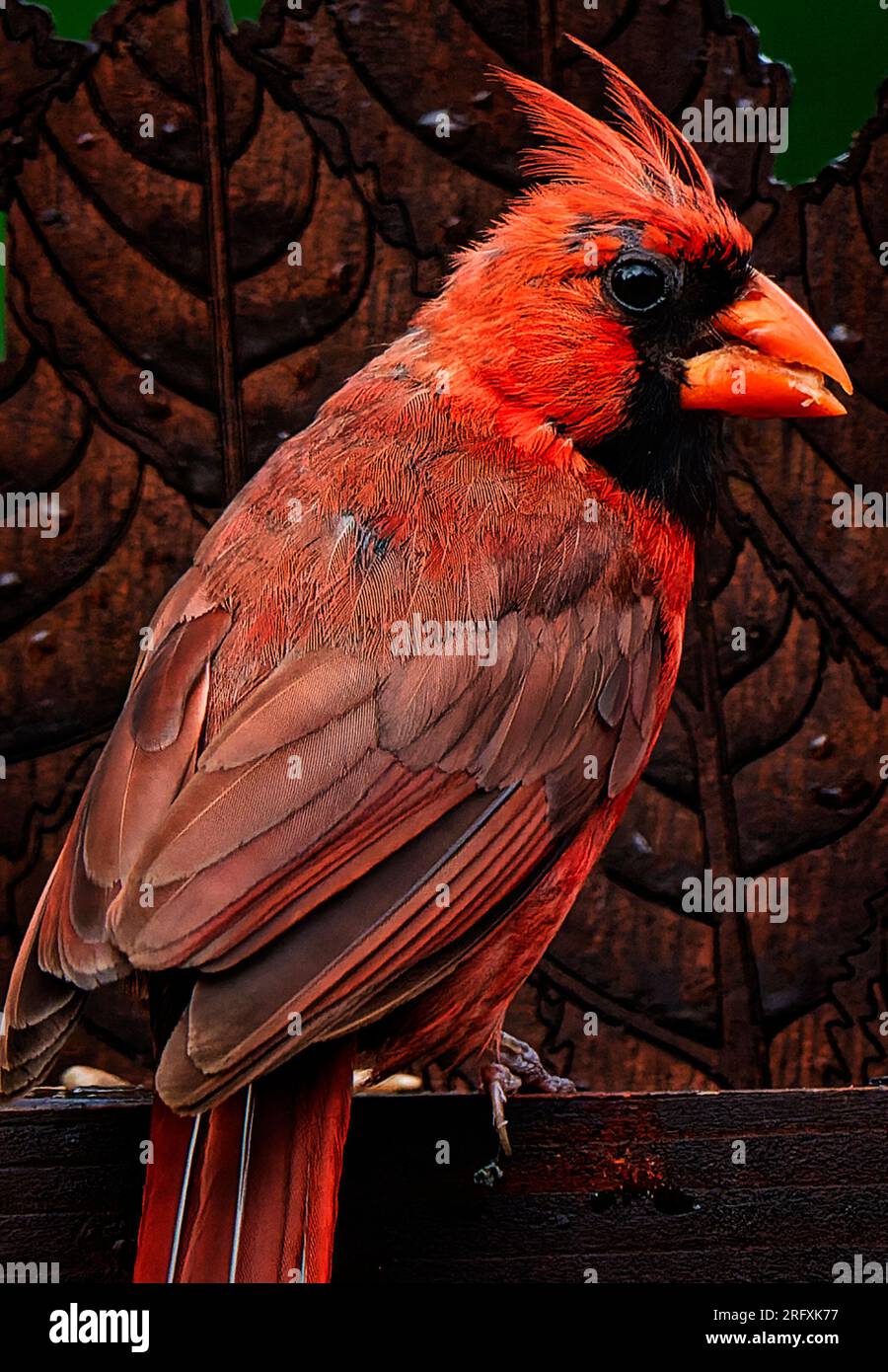 Molting Northern Cardinal on the bird feeder Stock Photo - Alamy