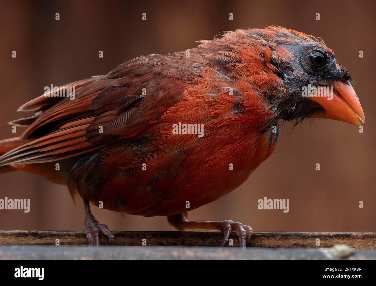 Molting Northern Cardinal on the bird feeder Stock Photo - Alamy
