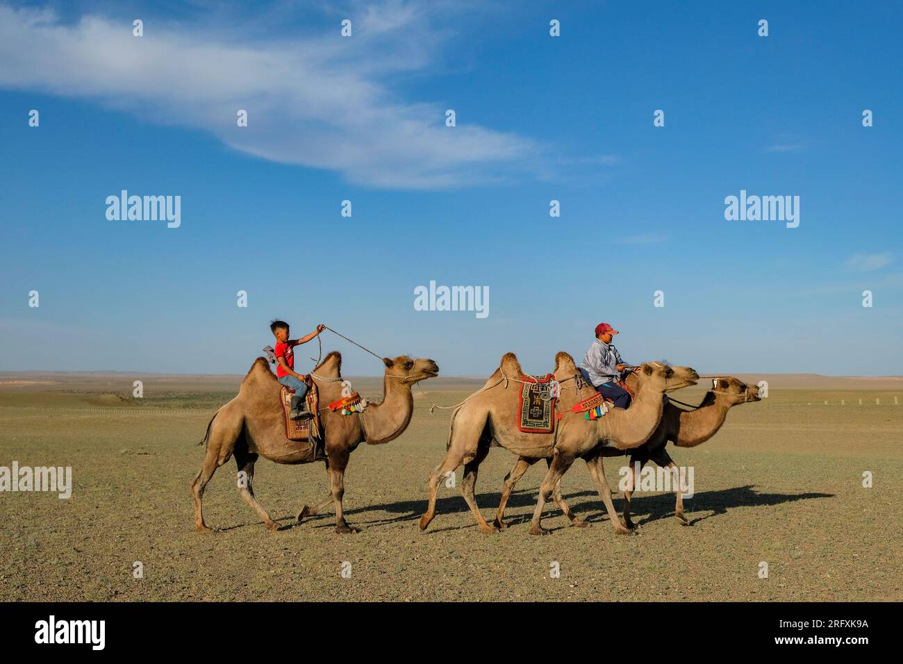 Bulgan, Mongolia - July 28, 2023: Camels in the Flaming Cliffs in the ...
