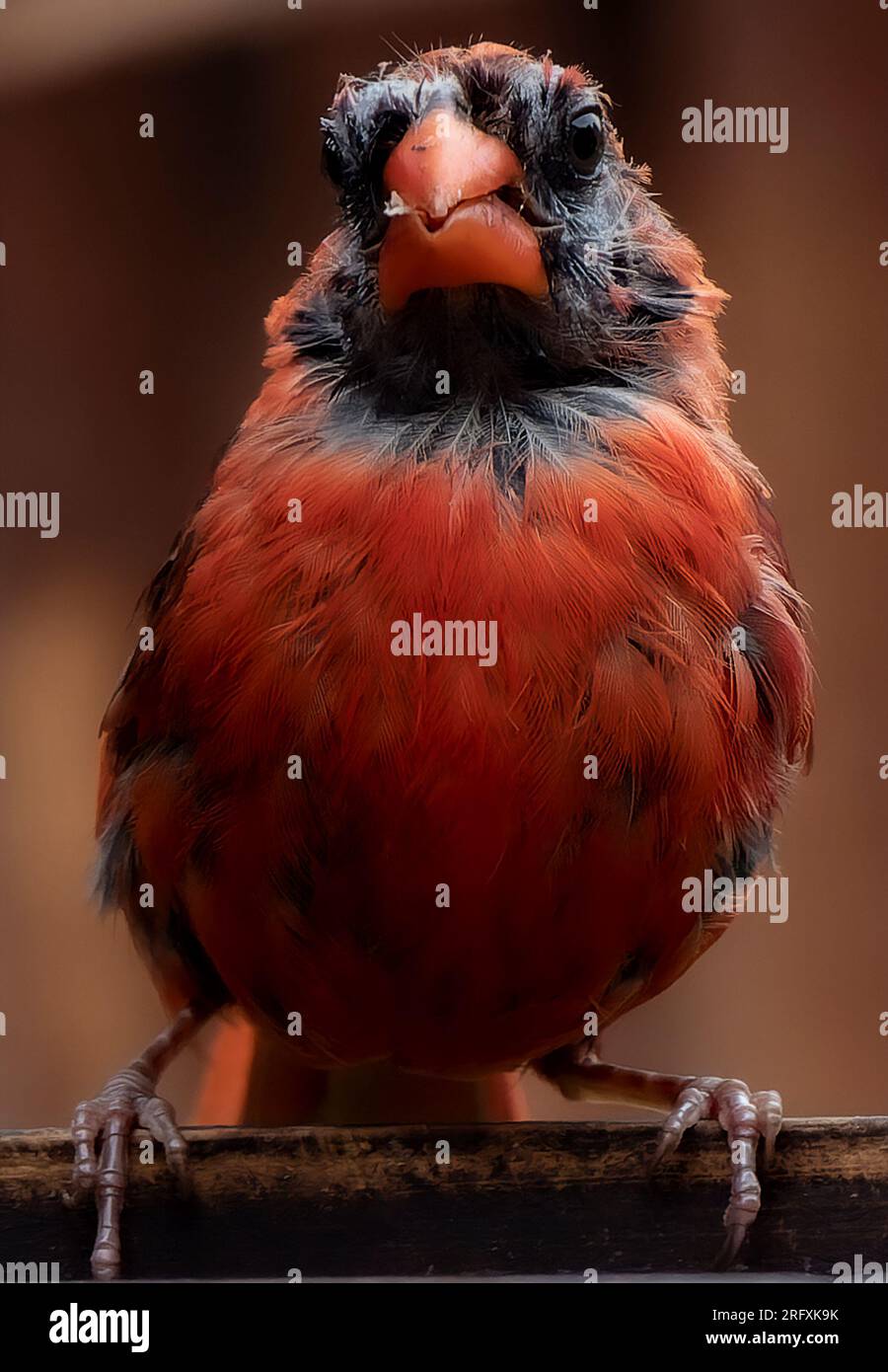 Molting Northern Cardinal on the bird feeder Stock Photo - Alamy