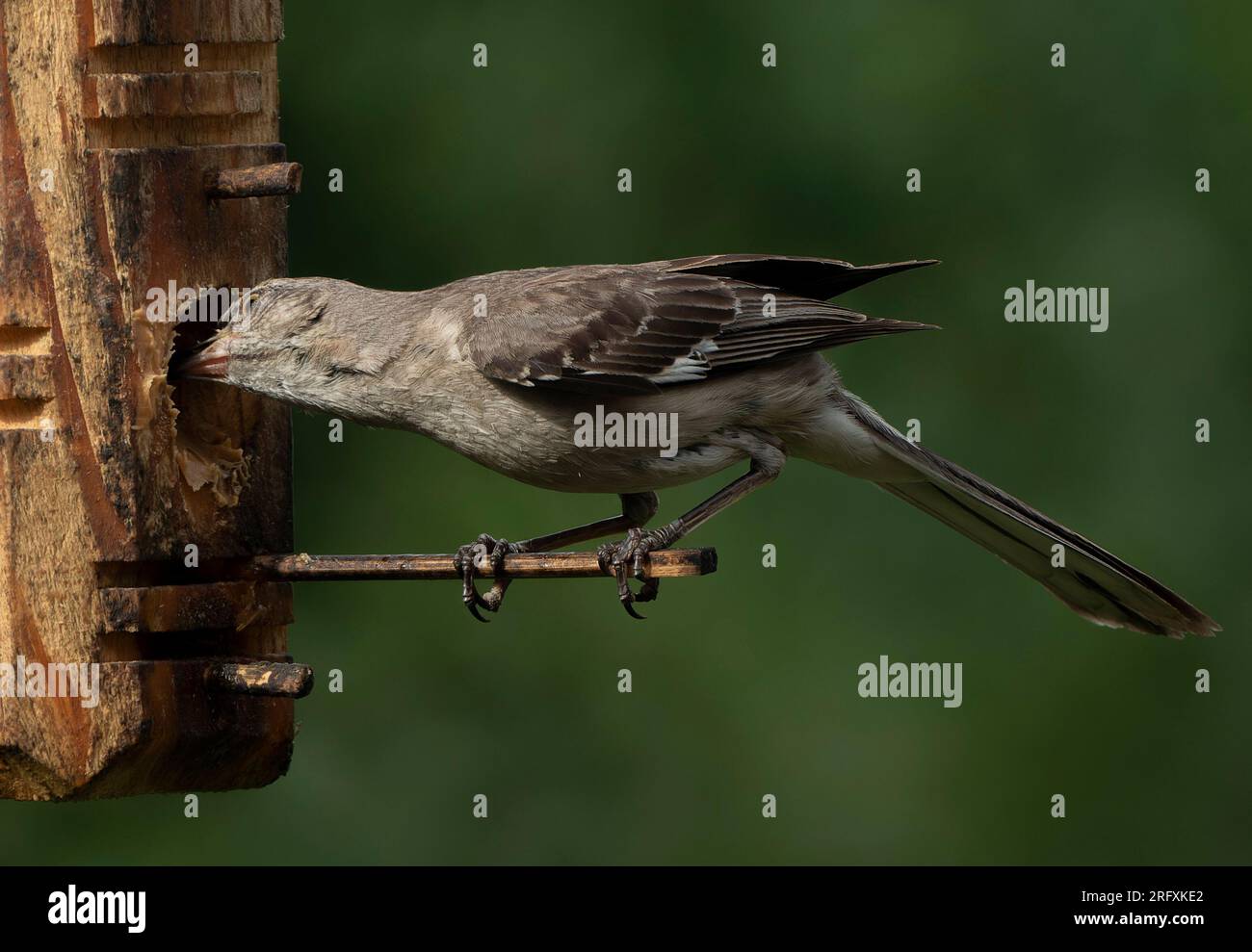 Northern Mockingbird leans into a peanut butter feeder Stock Photo - Alamy