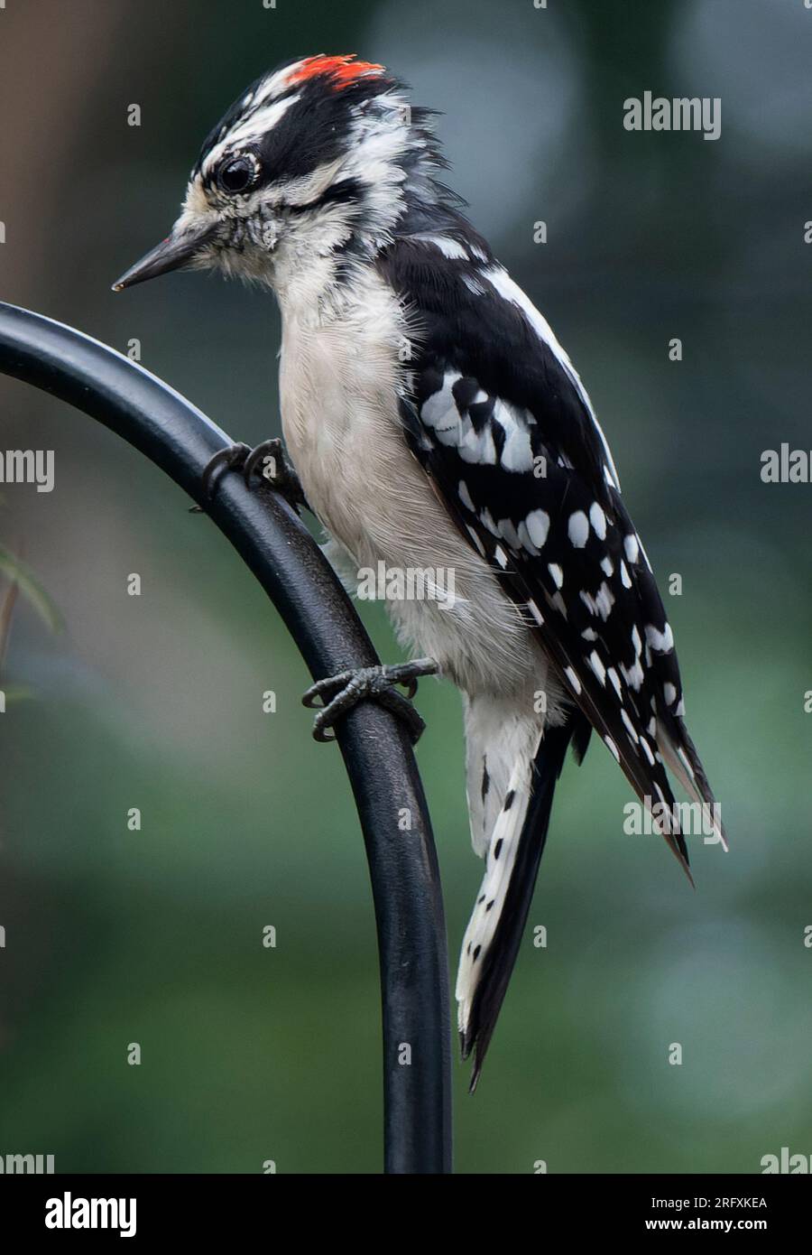 A small Woodpecker on the backyard deck Stock Photo - Alamy