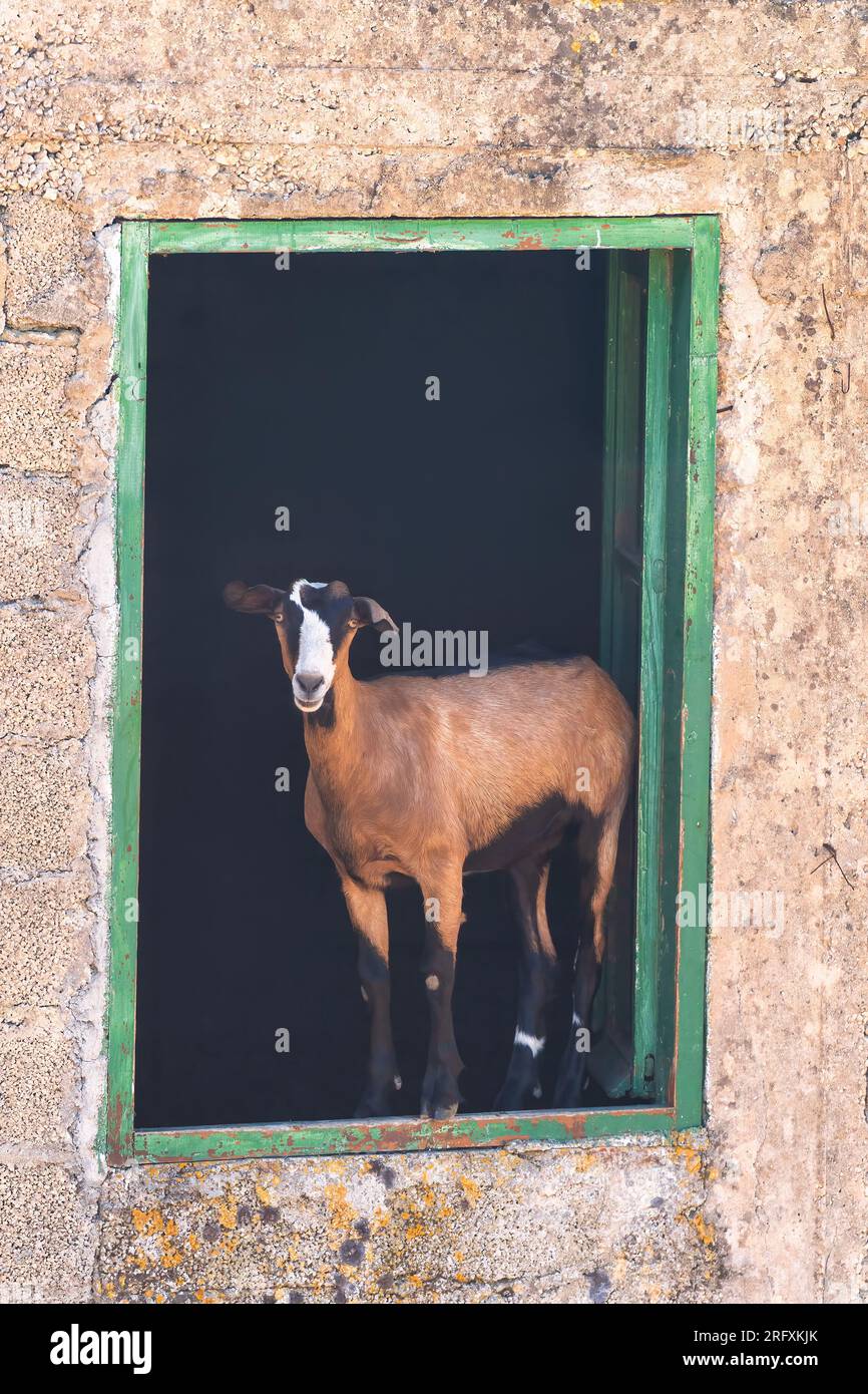 Goat at a farm house looking out of a window Stock Photo - Alamy