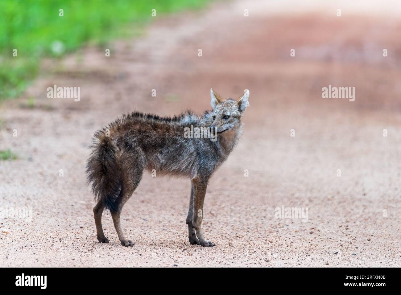 wildlife photo of Canis aureus indicus, Thai jackal, predator from ...