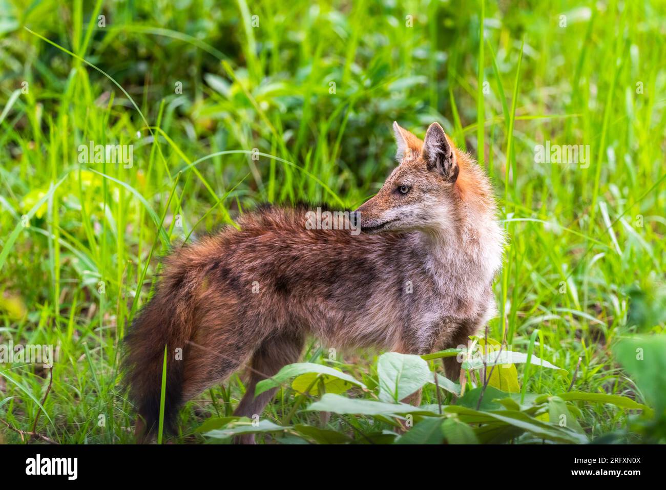 wildlife photo of Canis aureus indicus, Thai jackal, predator from ...