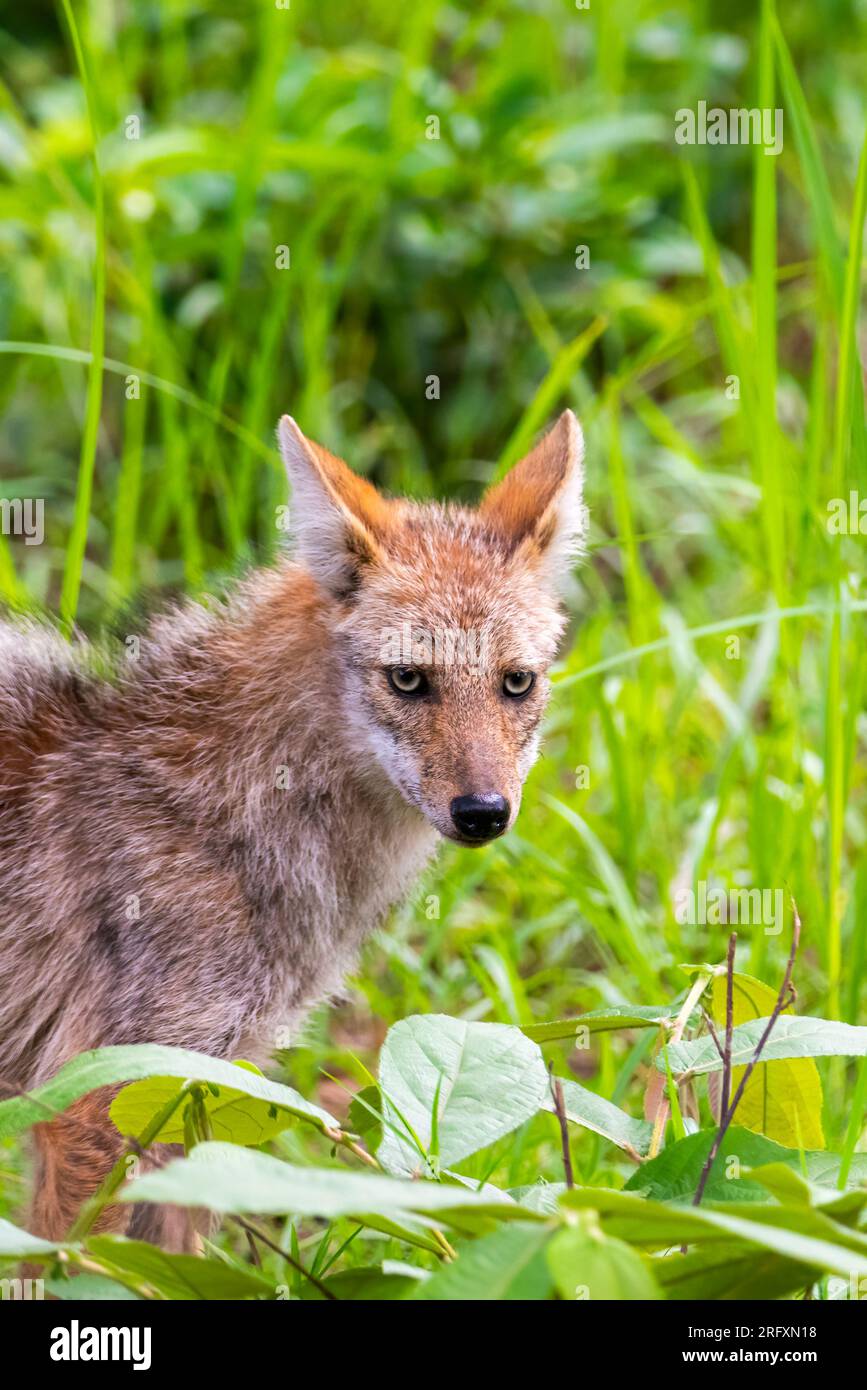 wildlife photo of Canis aureus indicus, Thai jackal, predator from ...