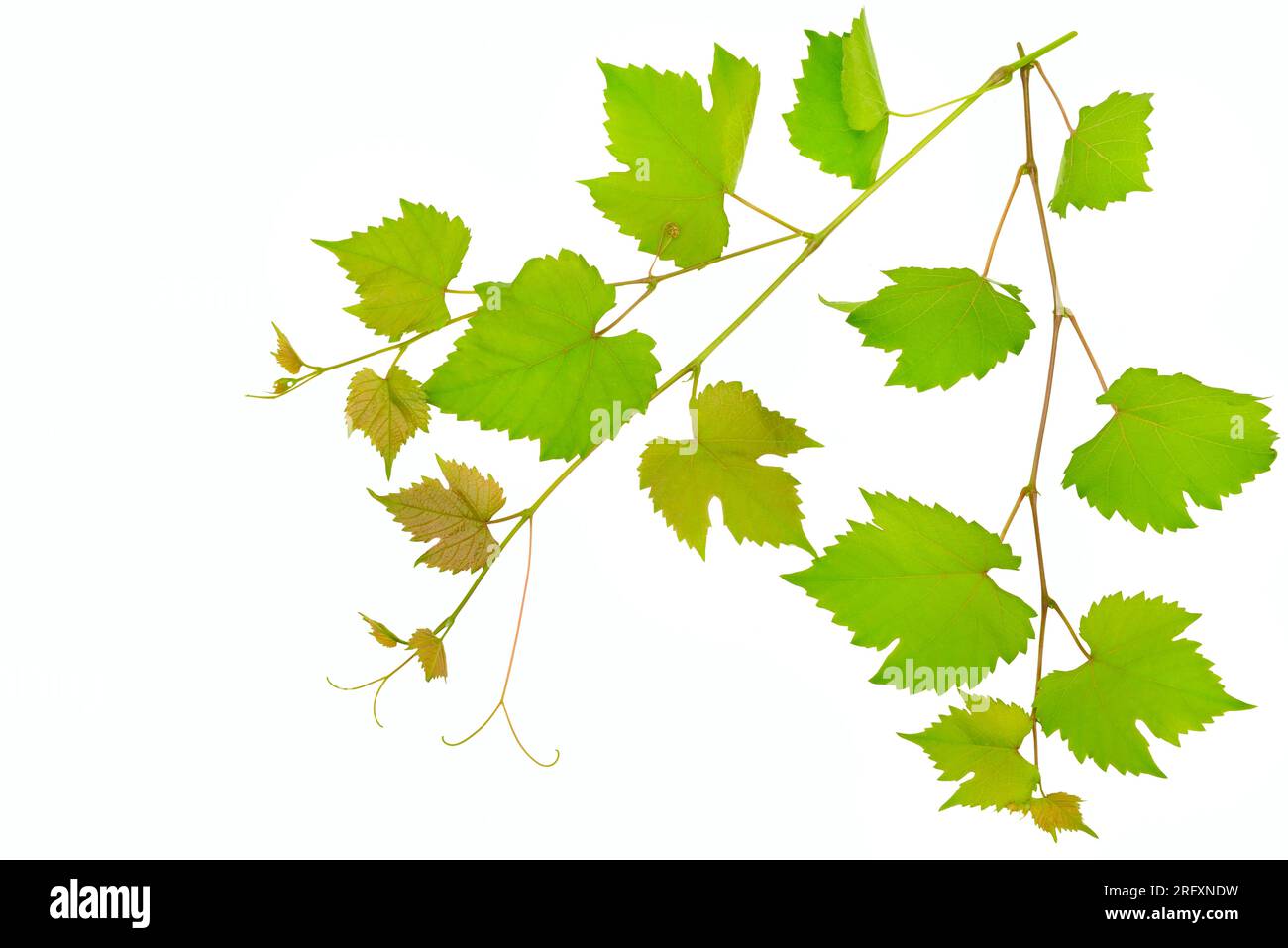 Grapevine and leaves isolated on white background Stock Photo - Alamy