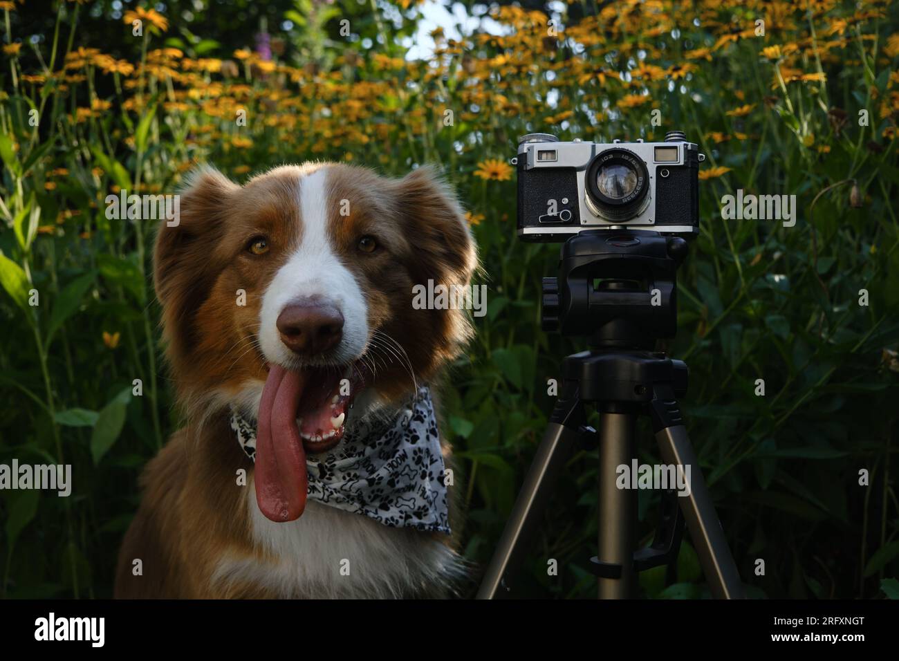 Film like flowers hi-res stock photography and images - Alamy