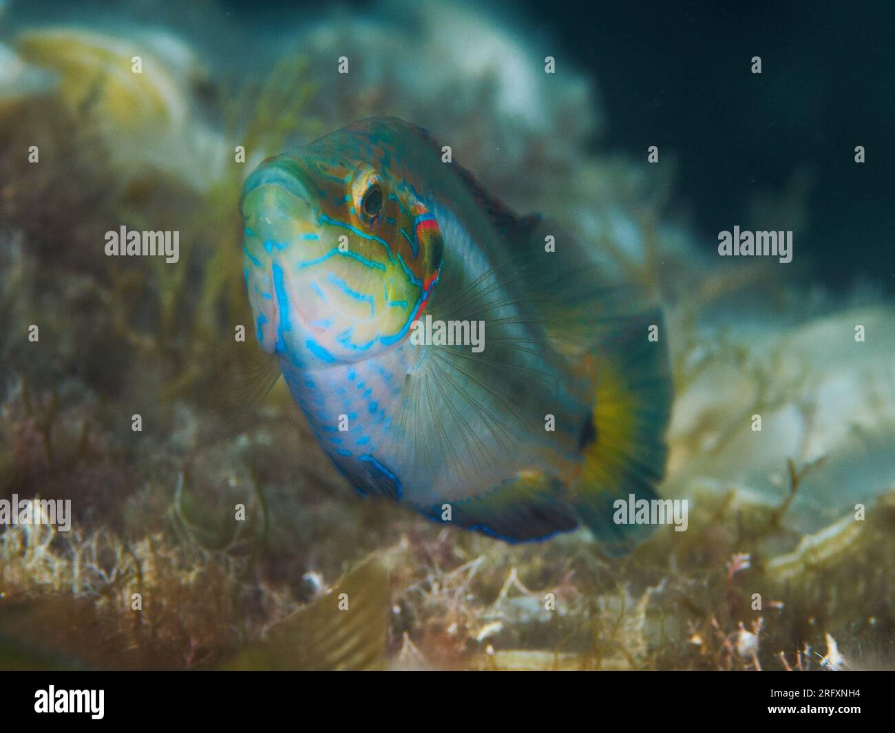 Ocellated wrasse (Symphodus ocellatus), male fish on a black background ...