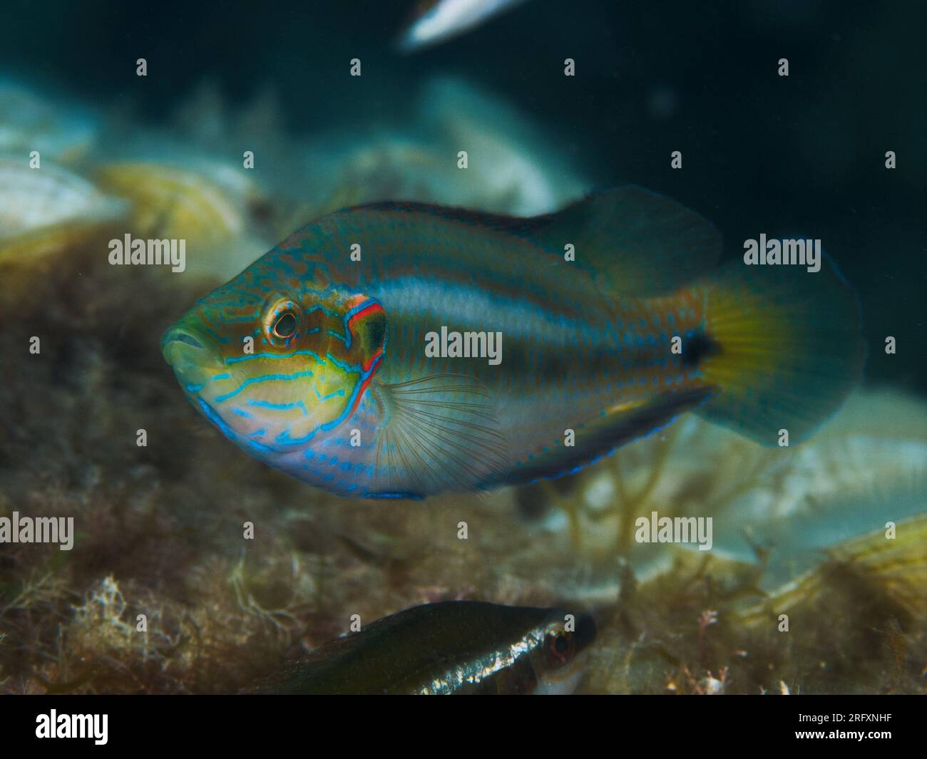 Ocellated wrasse (Symphodus ocellatus), male fish on a black background ...