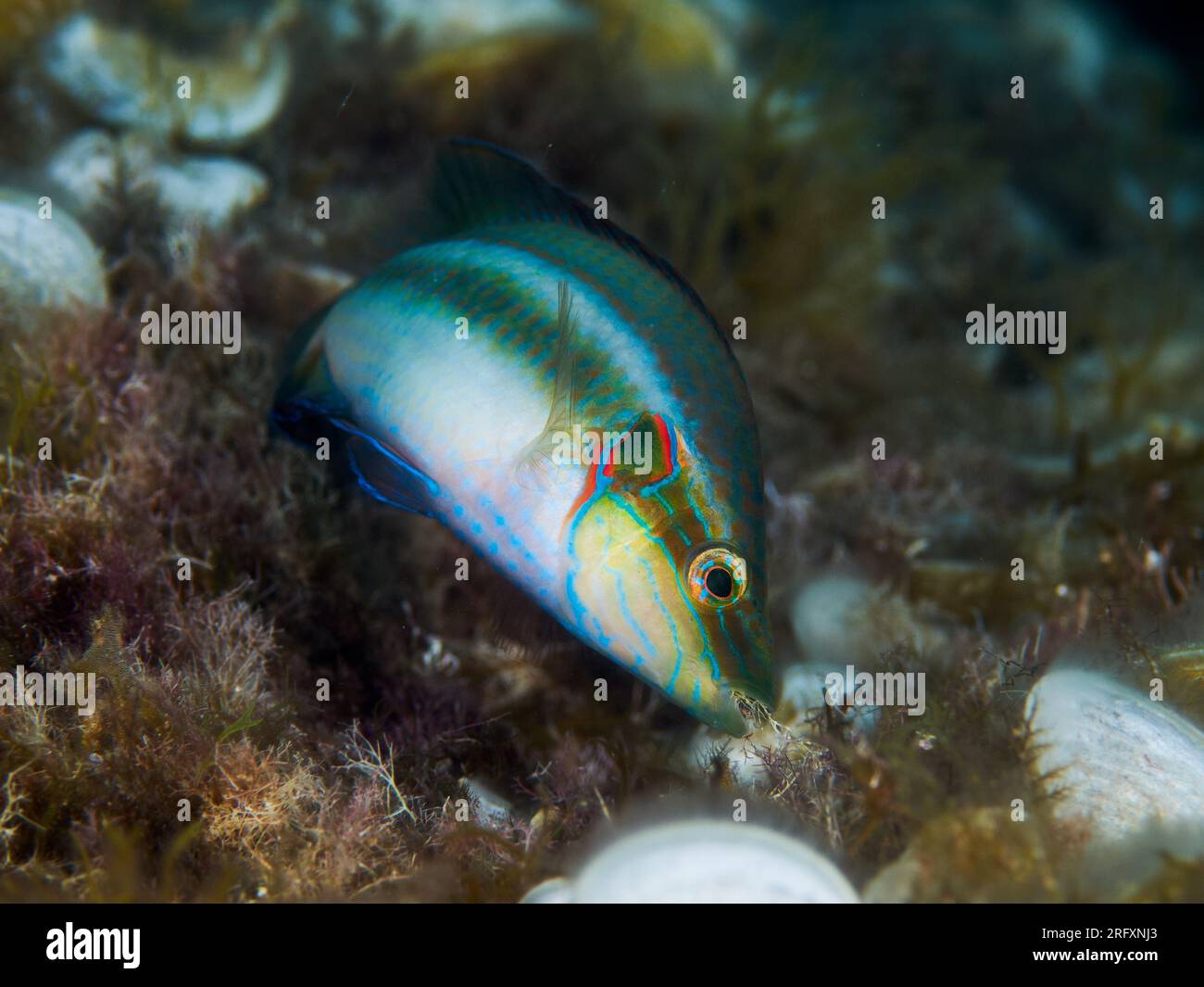 Ocellated wrasse (Symphodus ocellatus), male fish on a black background ...