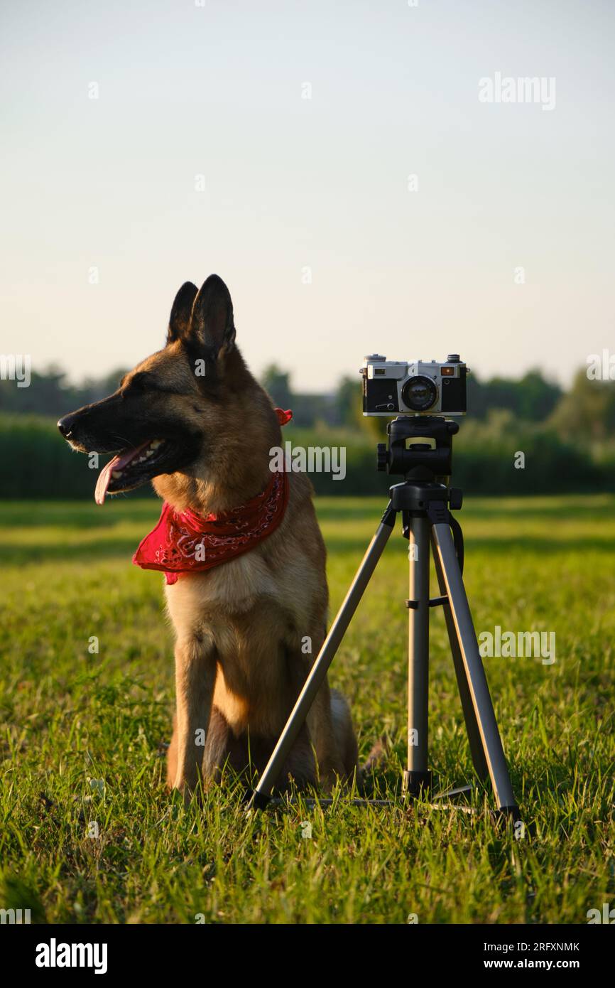 Concept pets look like people. Dog professional photographer with ...