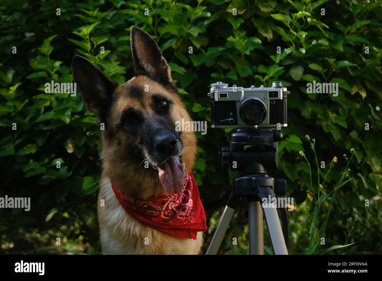 Concept pets look like people. Dog professional photographer with ...