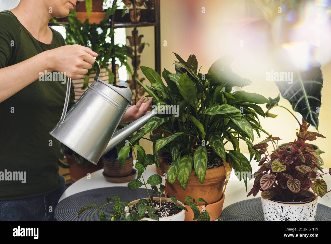 Watering plant at home with a metal can. Hobby and leisure activities ...