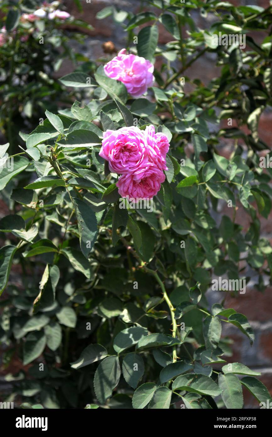 Gabriel oak rose hi-res stock photography and images - Alamy