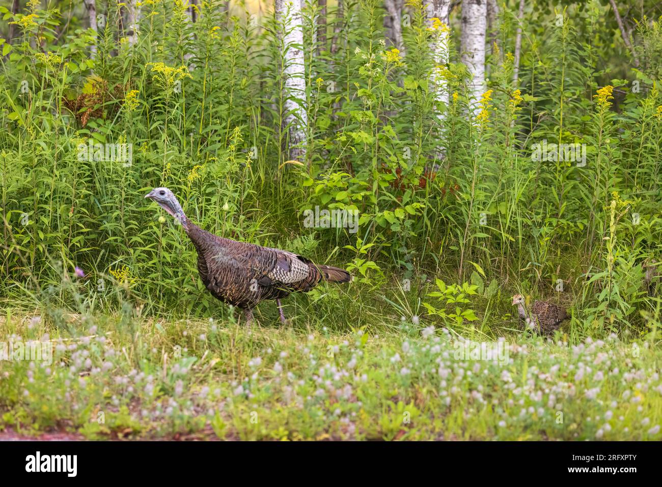 Hen Turkey Yelping