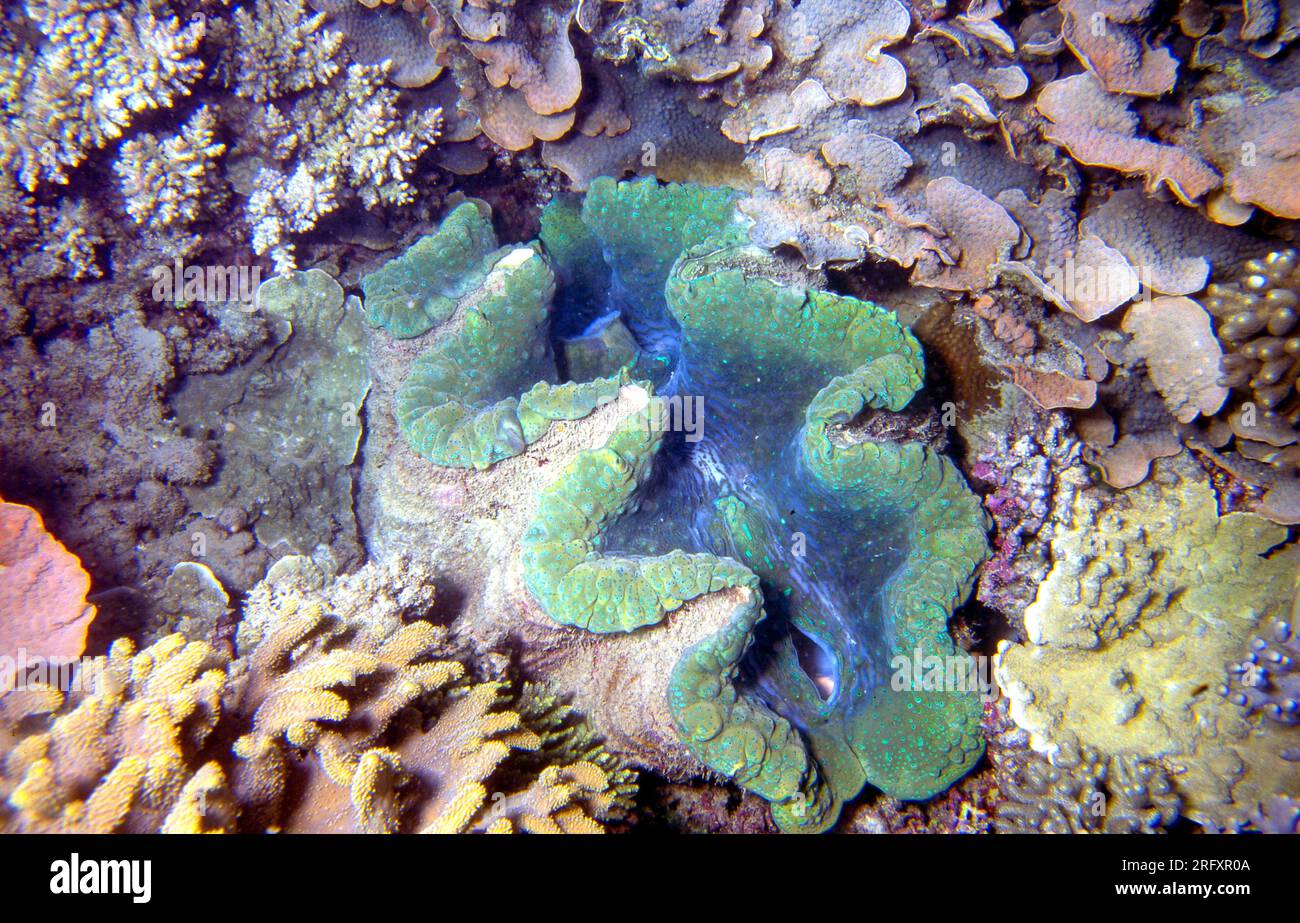 Giant clam (Tridacna gigas) from Hook Island (Whitsunday Islands ...