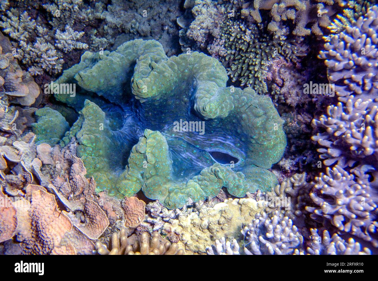 Giant clam (Tridacna gigas) from Hook Island (Whitsunday Islands ...