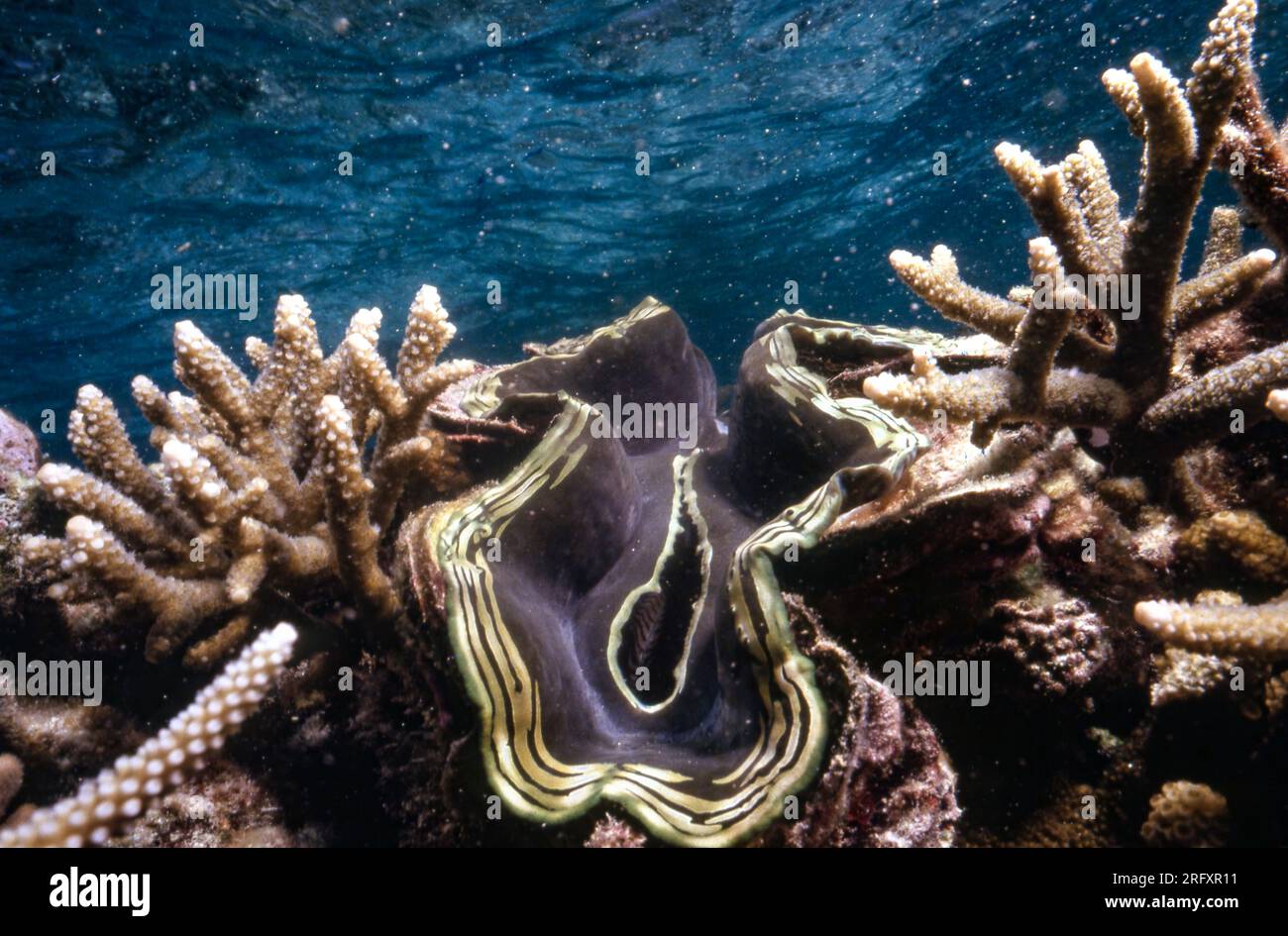 Fluted giant clam (Tridacna squamosa) growing in a shallow lagoon in ...