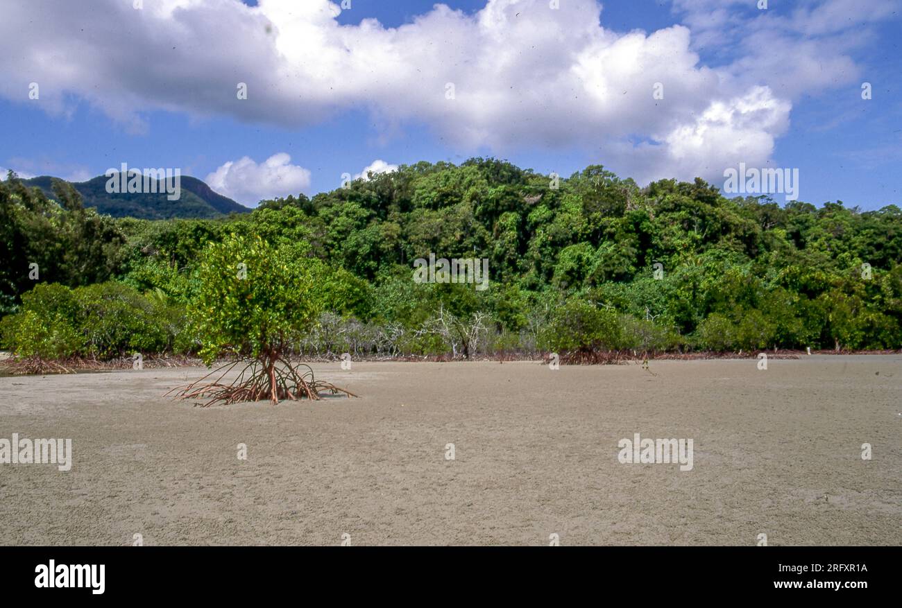 Ancient rainforest and mangrove vegetation at Alexandra Bay, Daintree ...