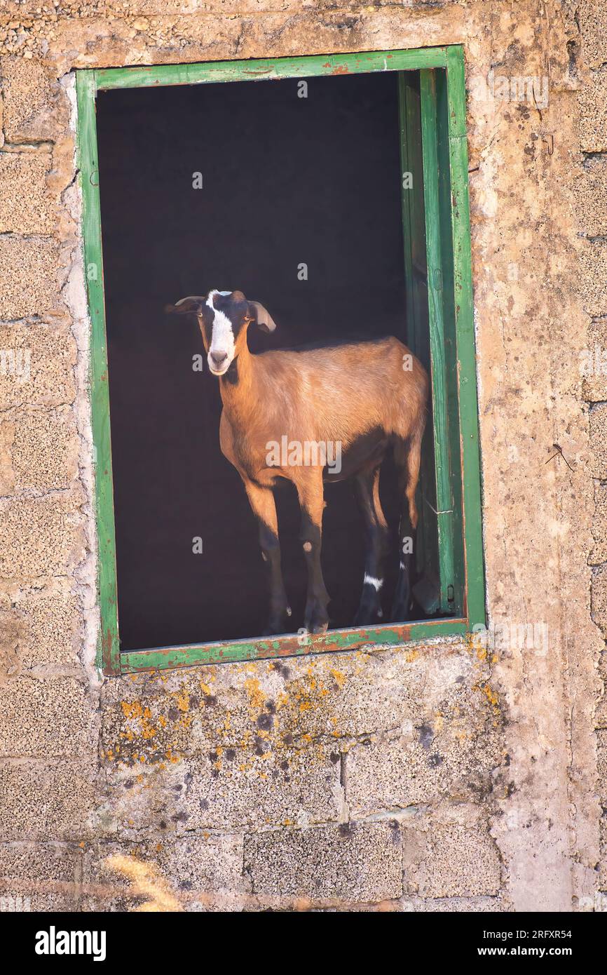 Funny pose of a goat at a window outside a farm house Stock Photo - Alamy