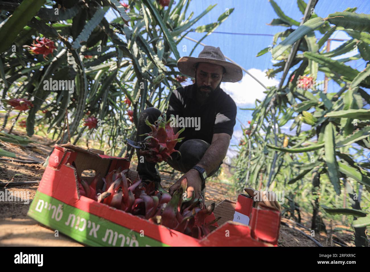 August 4, 2023, Gaza City, The Gaza Strip, Palestine: A Palestinian farmer harvests pitahaya or ...