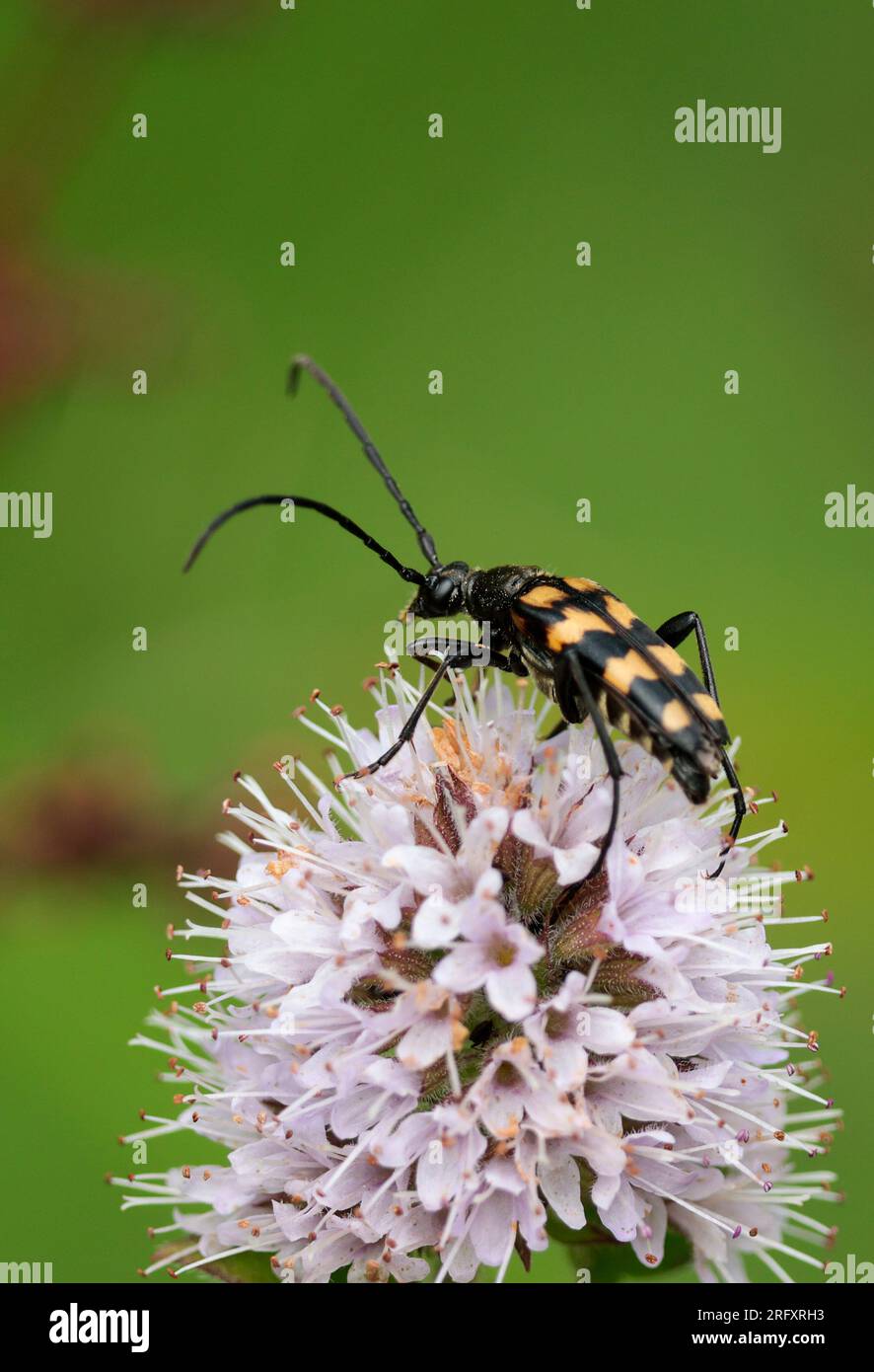 Long horn beetle Strangalia maculata, black body with yellow markings ...