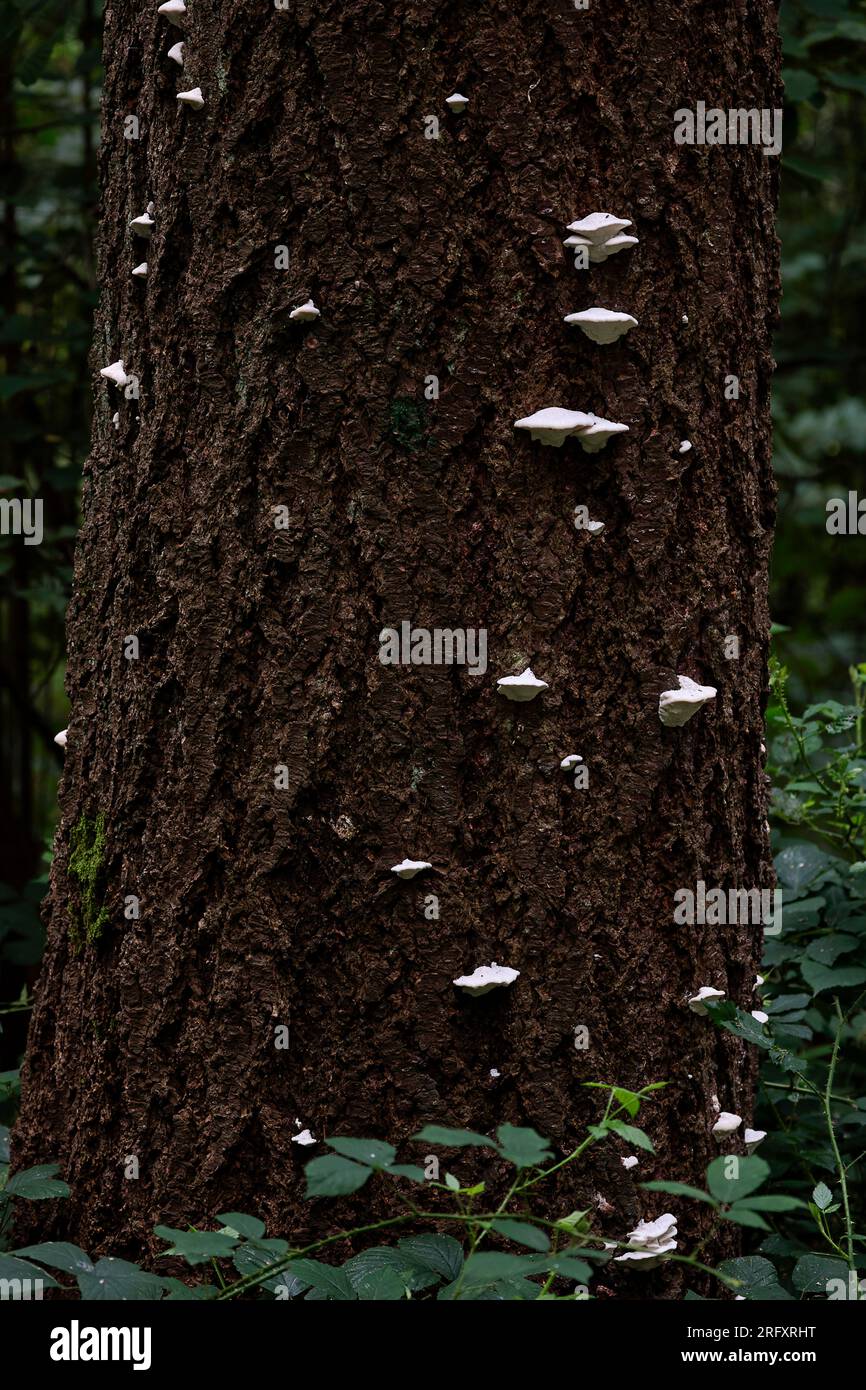 White bracket or shelf fungi on tree trunk, pure white various size ...