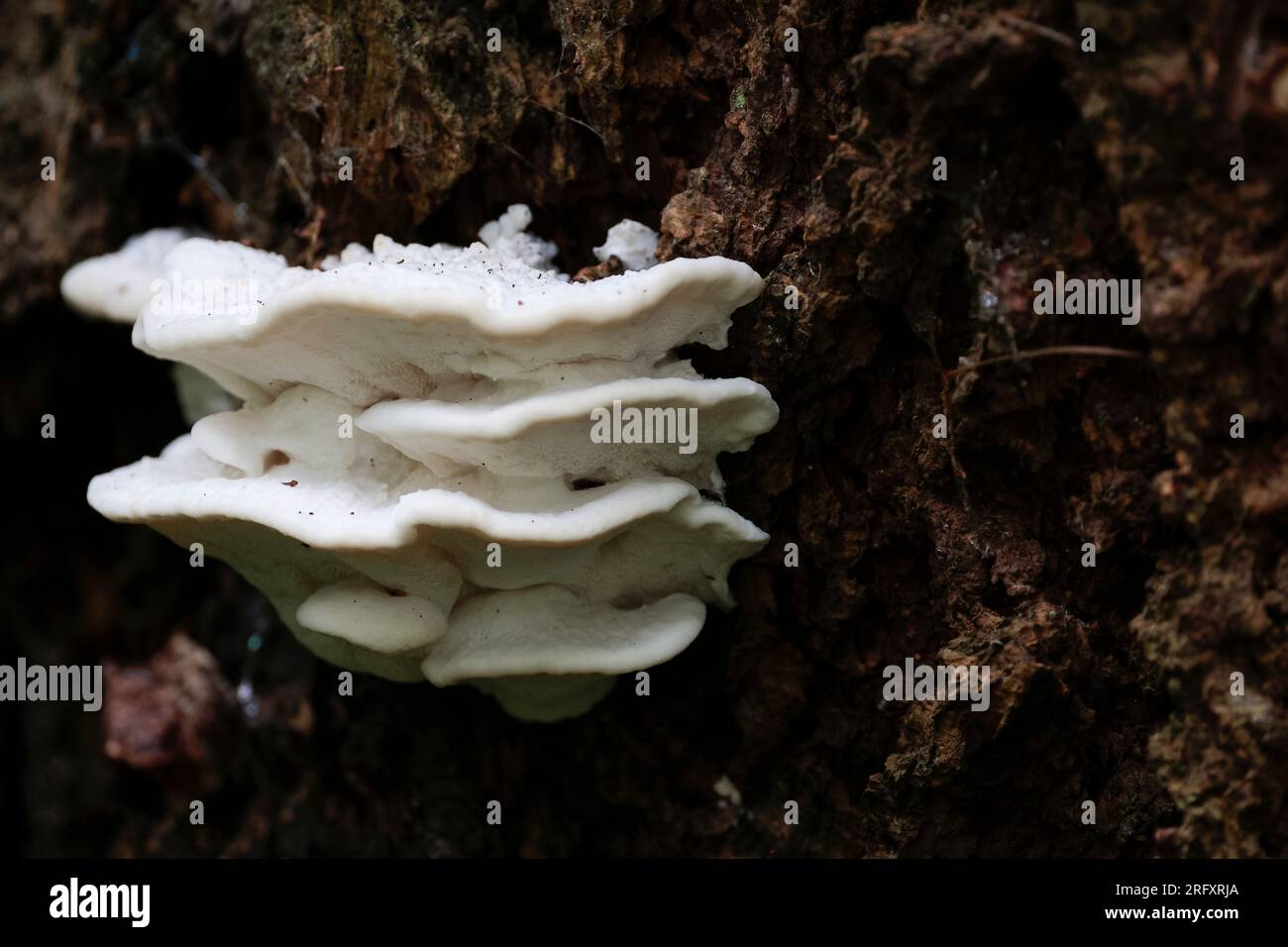 Various sizes of white bracket fungi hi-res stock photography and ...