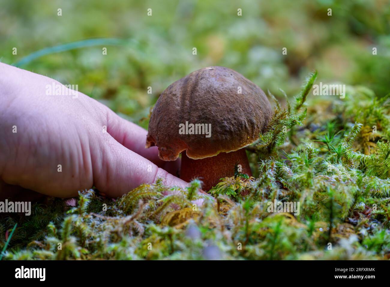 Boletus luridiformis scarletina bolete hi-res stock photography and ...