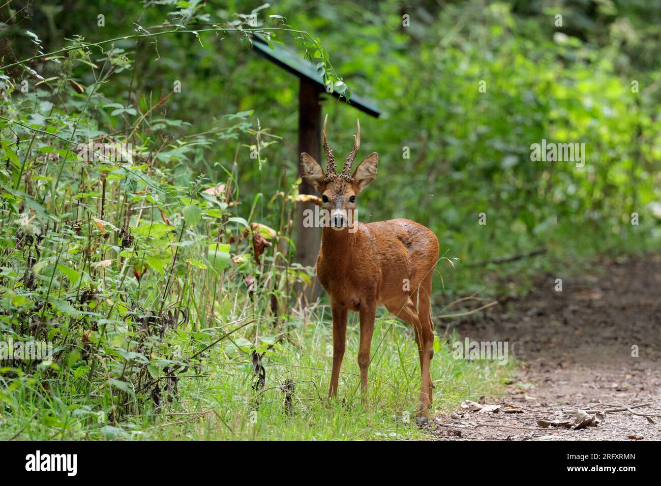 Roe deer crossed path hi-res stock photography and images - Alamy