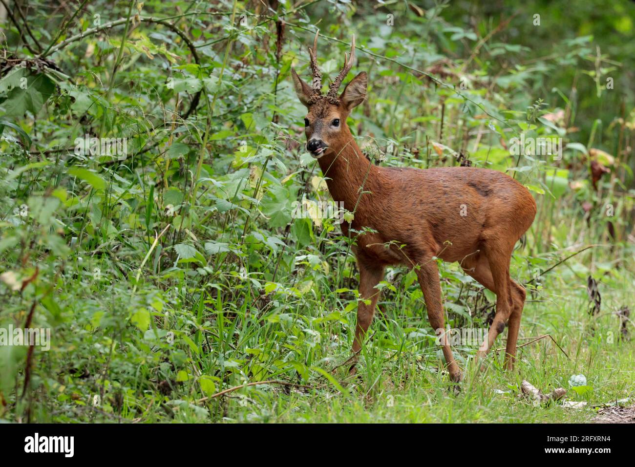Roe deer stag Capreolus, male wild deer buck with branched and ridged ...