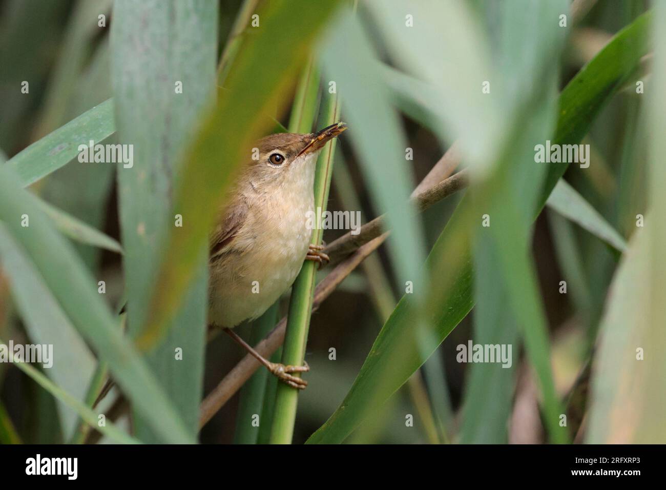 Breeds and nests in reeds reedbeds hi-res stock photography and images ...