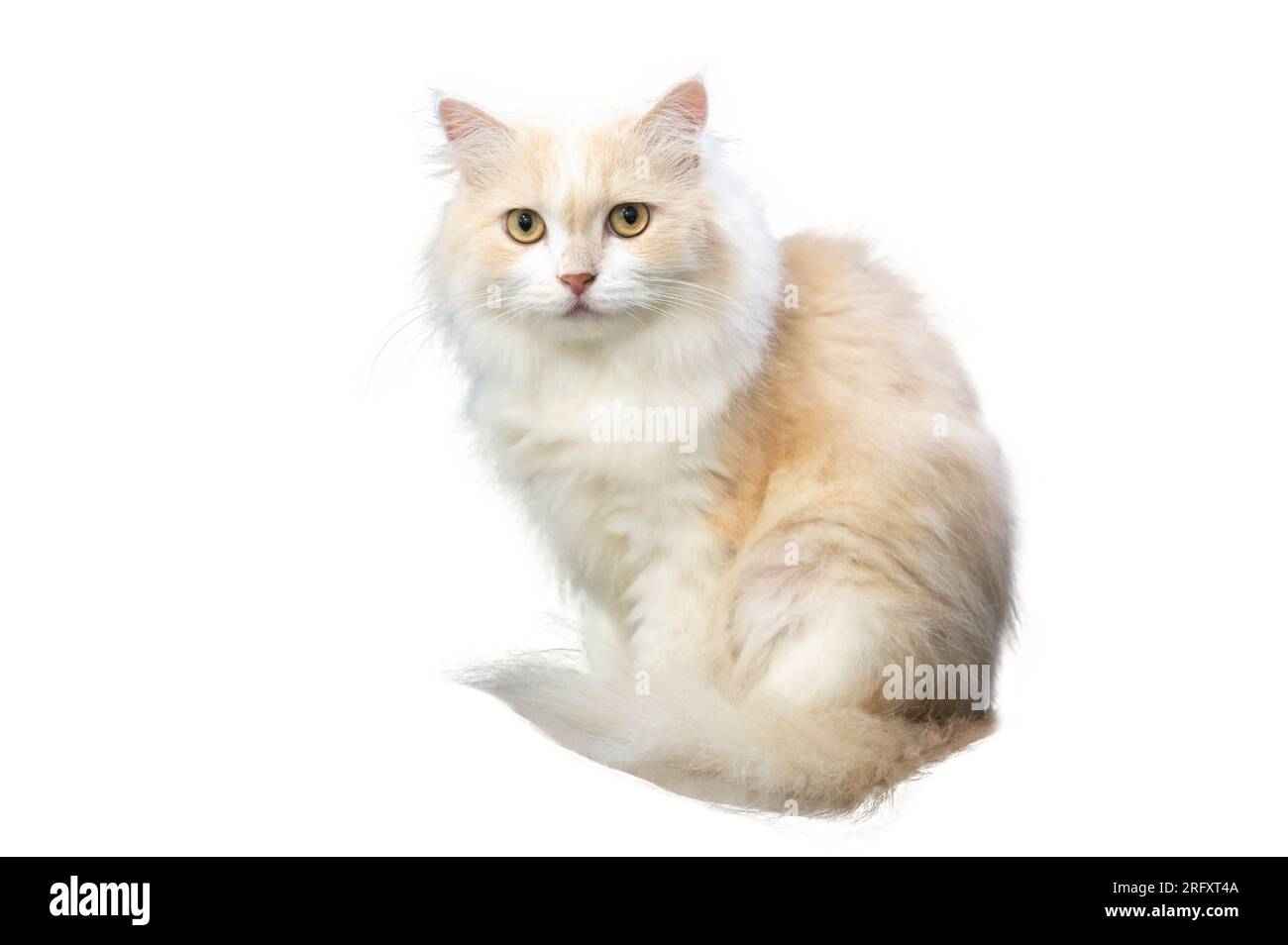 Light brown and white persian cat, isolate, on a white background Stock ...