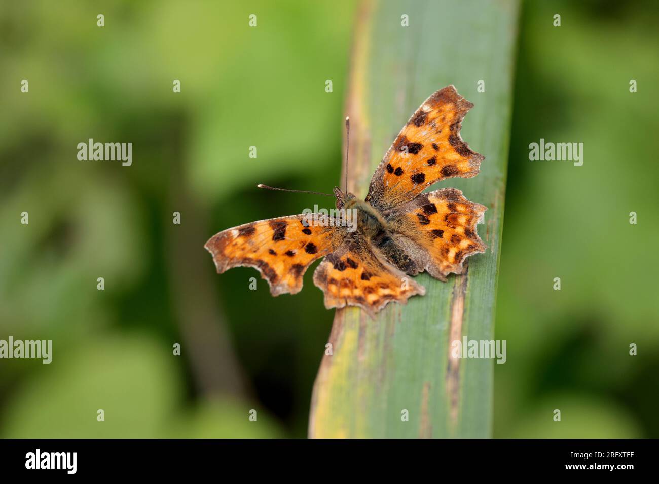 Orange brown upperwings with dark markings hi-res stock photography and ...