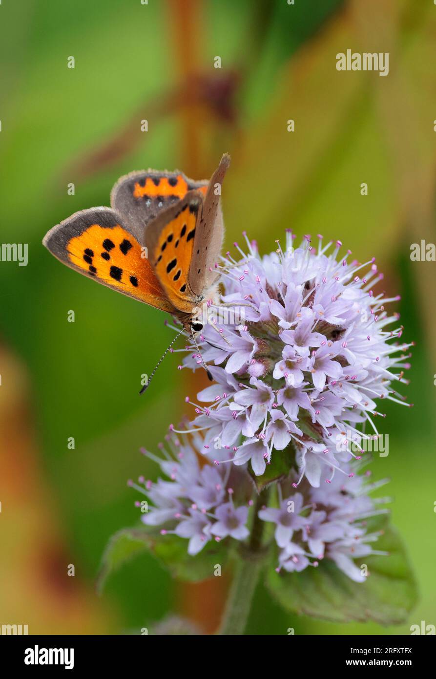 Underwings same patterns hi-res stock photography and images - Alamy