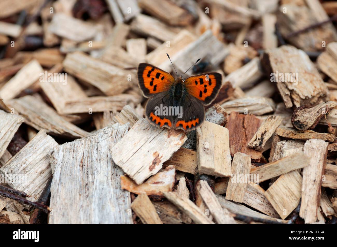 Small copper butterfly Lycaena phlaeas, on wood chip path orange and ...
