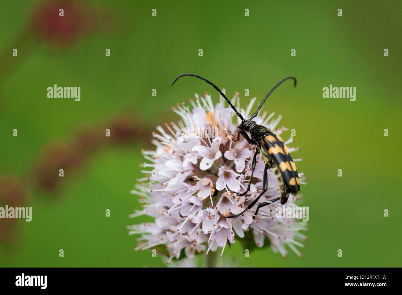 Long horn beetle Strangalia maculata, black body with yellow markings ...
