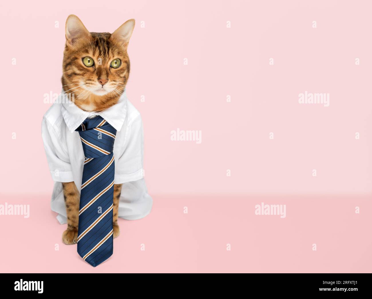 Business cat in a shirt with a tie on a pink background. Copy space ...