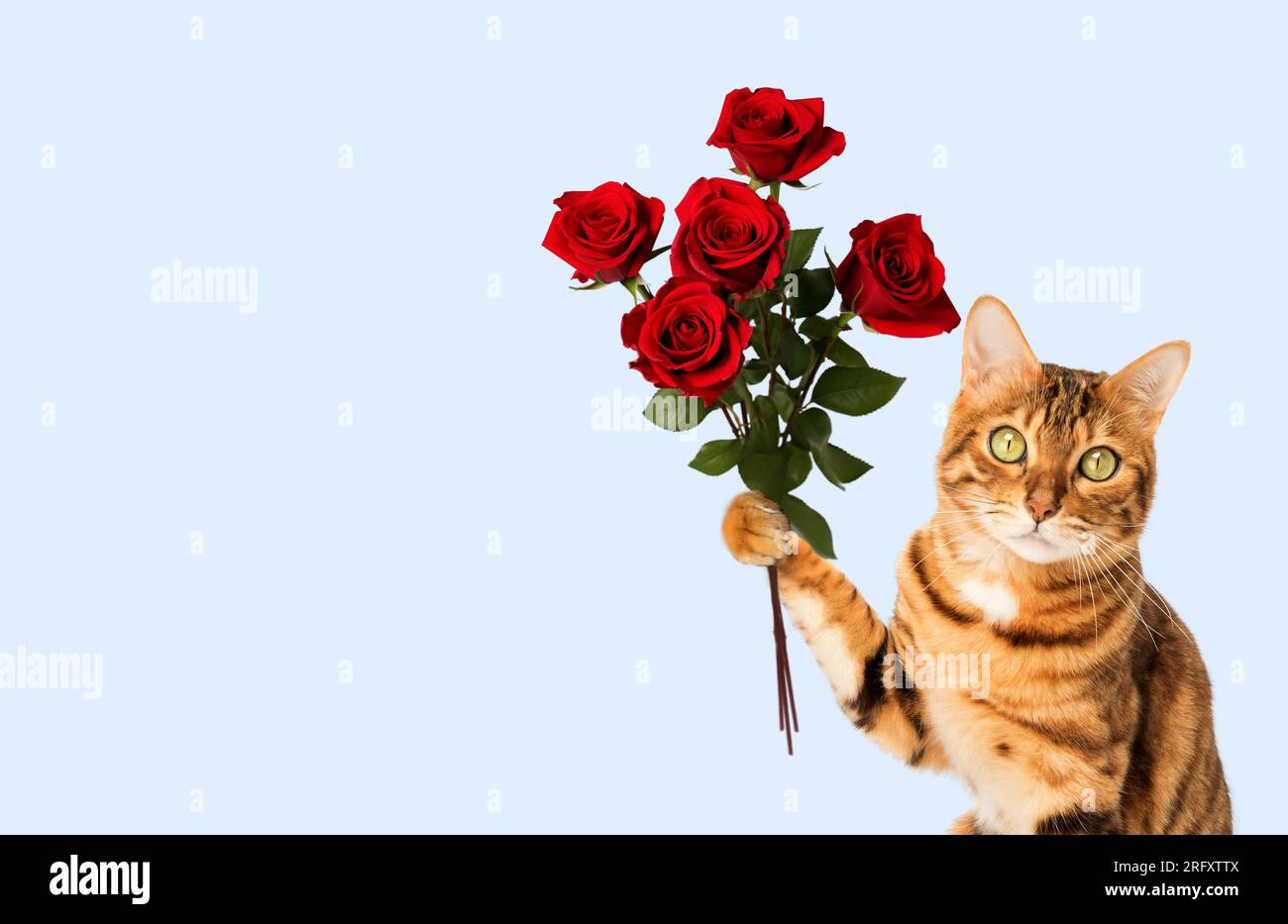 Pink roses cat hi-res stock photography and images - Alamy