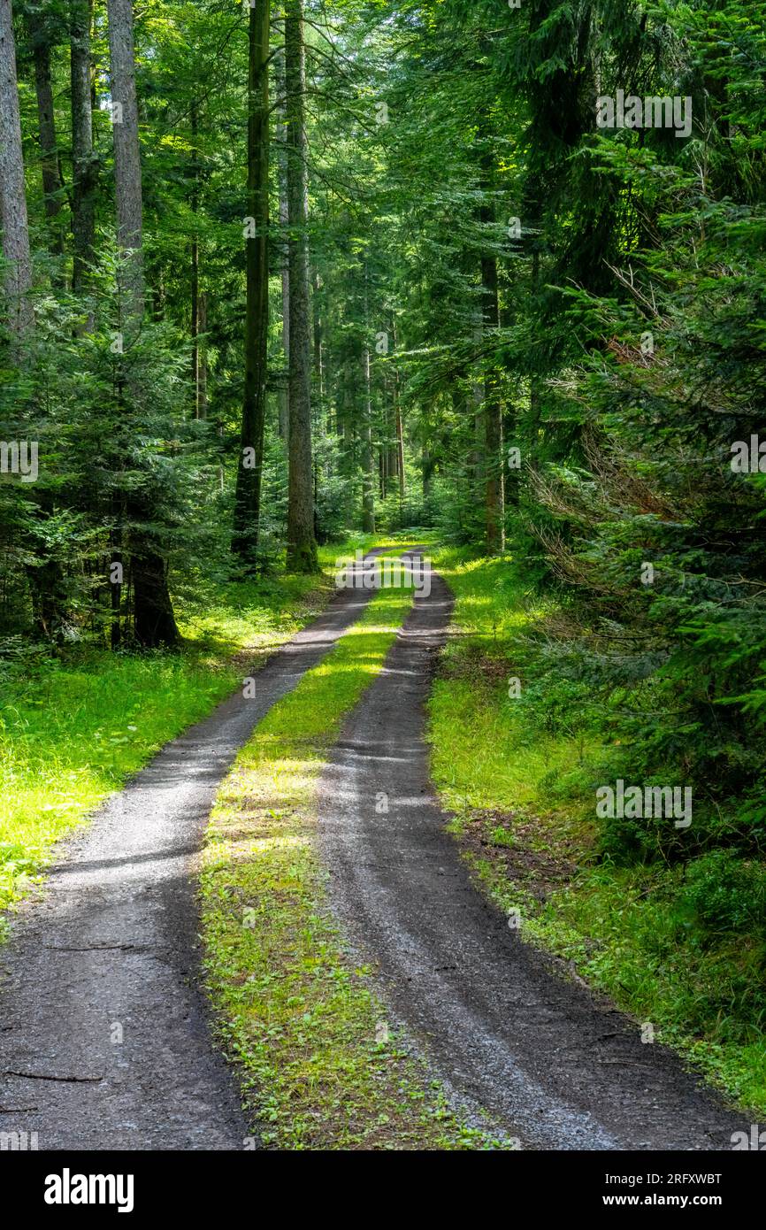 Hiking along a path in the Black Forest, Germany Stock Photo - Alamy