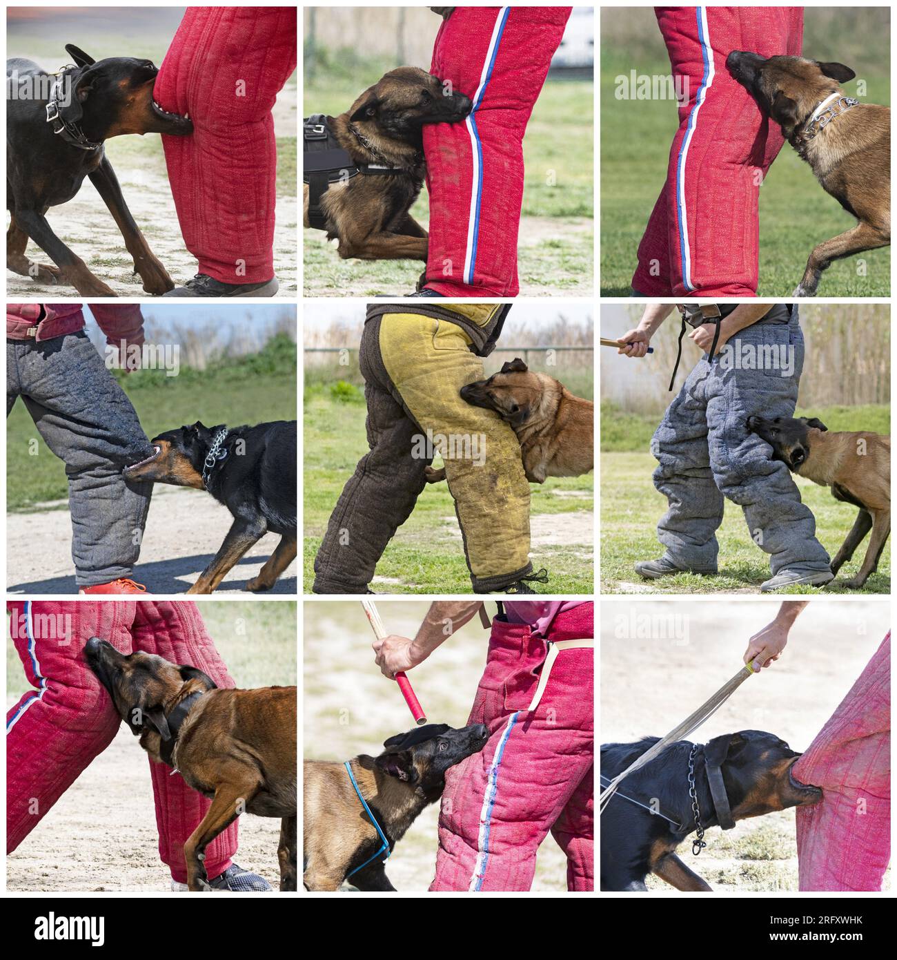 Purebred dog in nature Cut Out Stock Images & Pictures - Alamy