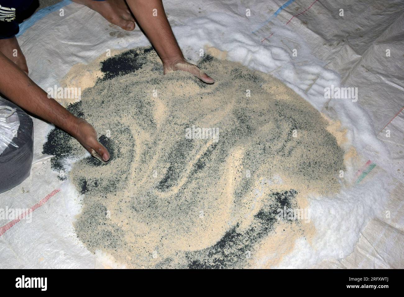 Indian farmer mixing different fertilizer elements in manure, at home ...