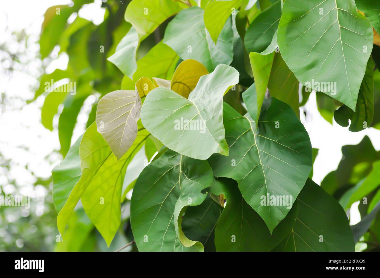 Teak tectona grandis leaf hi-res stock photography and images - Alamy