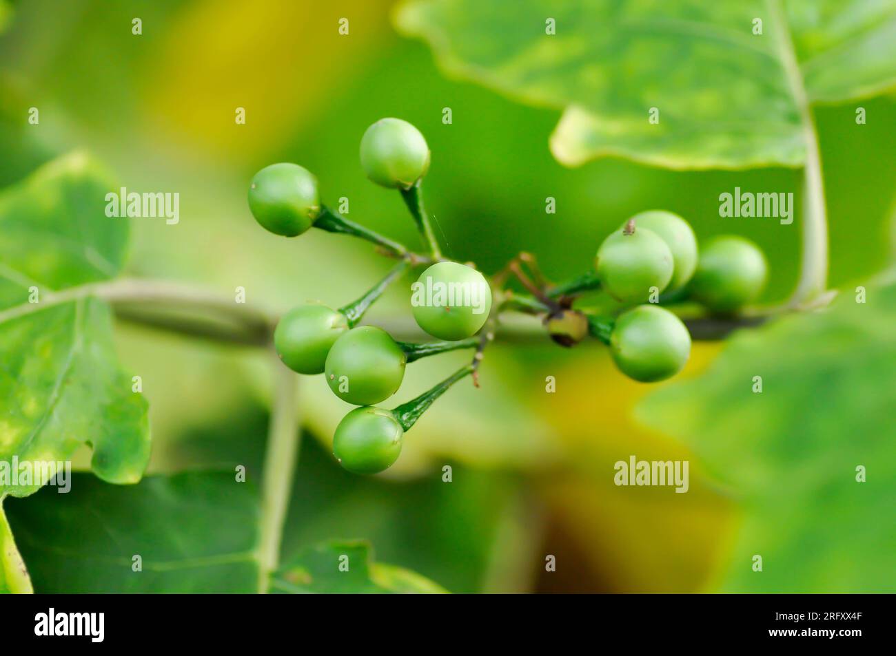 Solanum ficifolium ortega hi-res stock photography and images - Alamy