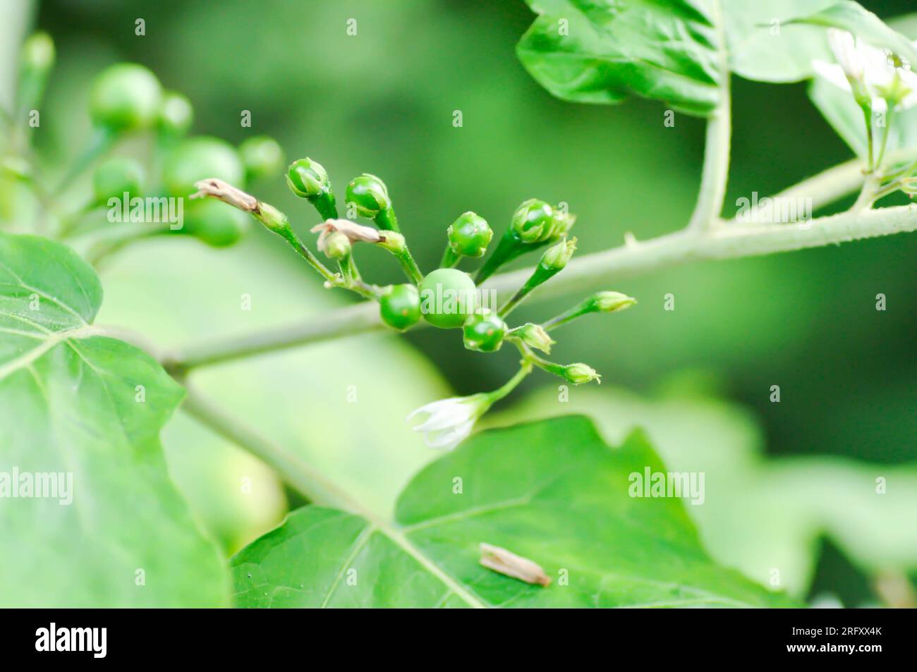 Solanum ficifolium ortega hi-res stock photography and images - Alamy